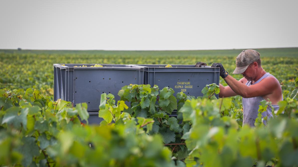 Vendanges en Champagne : ce qu’il faut savoir sur la récolte champenoise