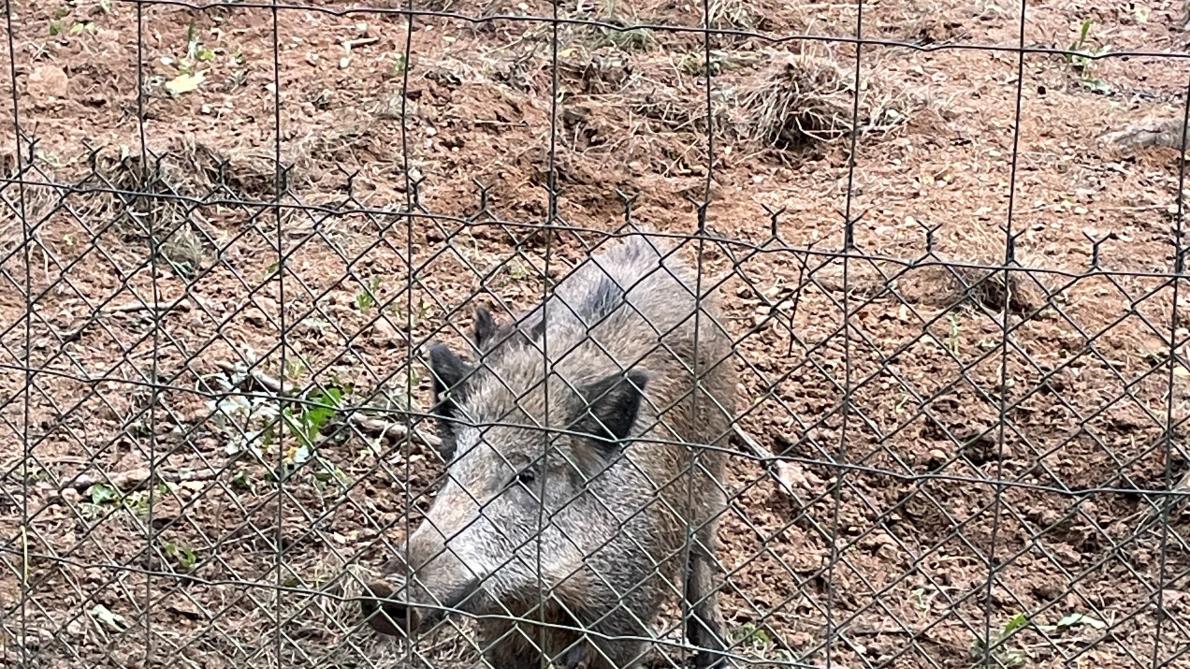 Comment Toto le sanglier est devenu un symbole de la défense des animaux