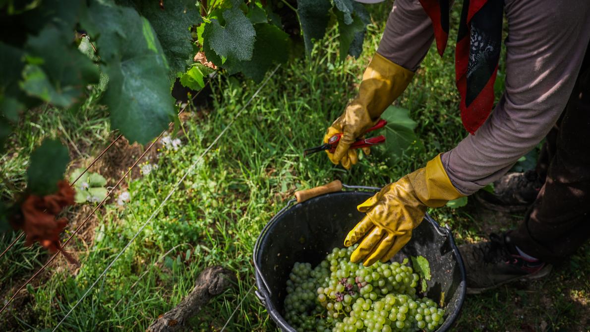 Vendanges : en Champagne, l’espoir d’un grand millésime après une campagne chaotique