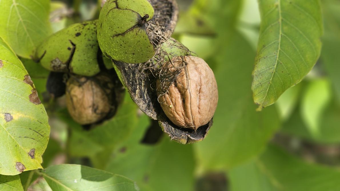 Jardinage : comment planter un noyer et se montrer patient avant de ...