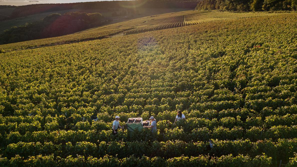 Le groupe Castel arrive en Champagne avec le rachat du champagne Malard