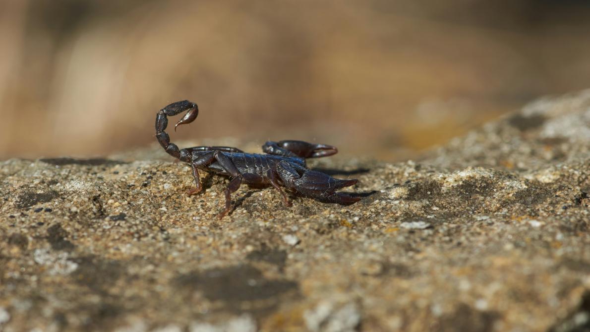 Elle achète des bottes sur Shein et trouve des scorpions à l’intérieur