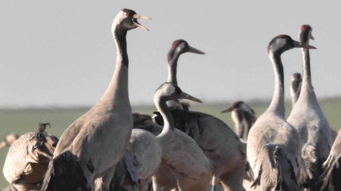 Les cinq choses à savoir pour aller observer les grues cendrées au lac ...