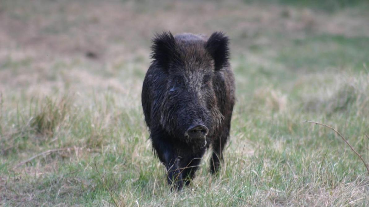 Opération de chasse entre Saint-Oulph et La Chapelle-Saint-Luc ...