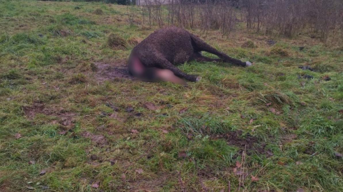 Un cheval tué et presque décapité par un animal dans les Ardennes