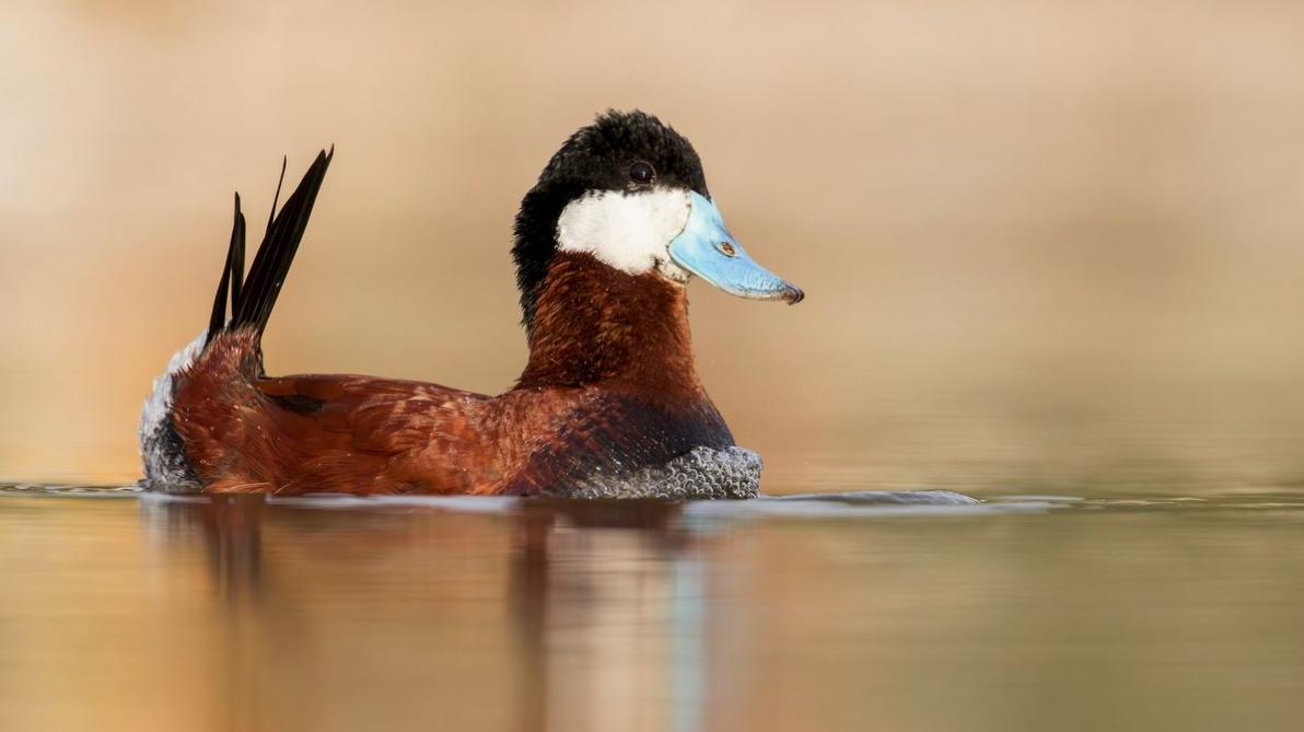 Comment reconnaître le canard roux