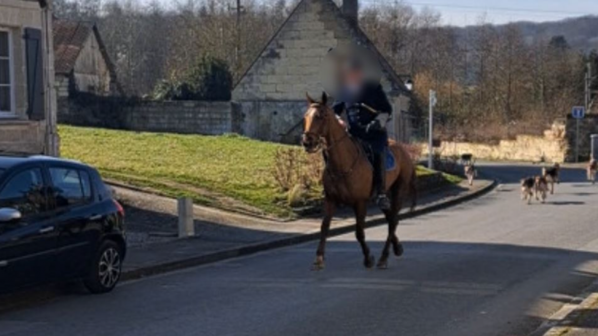 VIDÉO. Chasse à courre : un cerf traqué trouve refuge dans un village ...