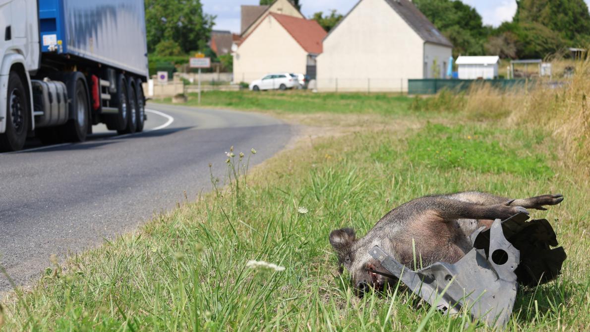 Cadavres d’animaux sur les bords de route, que faire quand on renverse ...