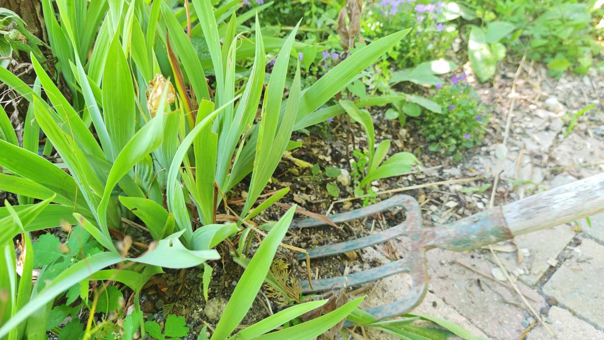 Jardinage : il est temps de soigner les grands iris