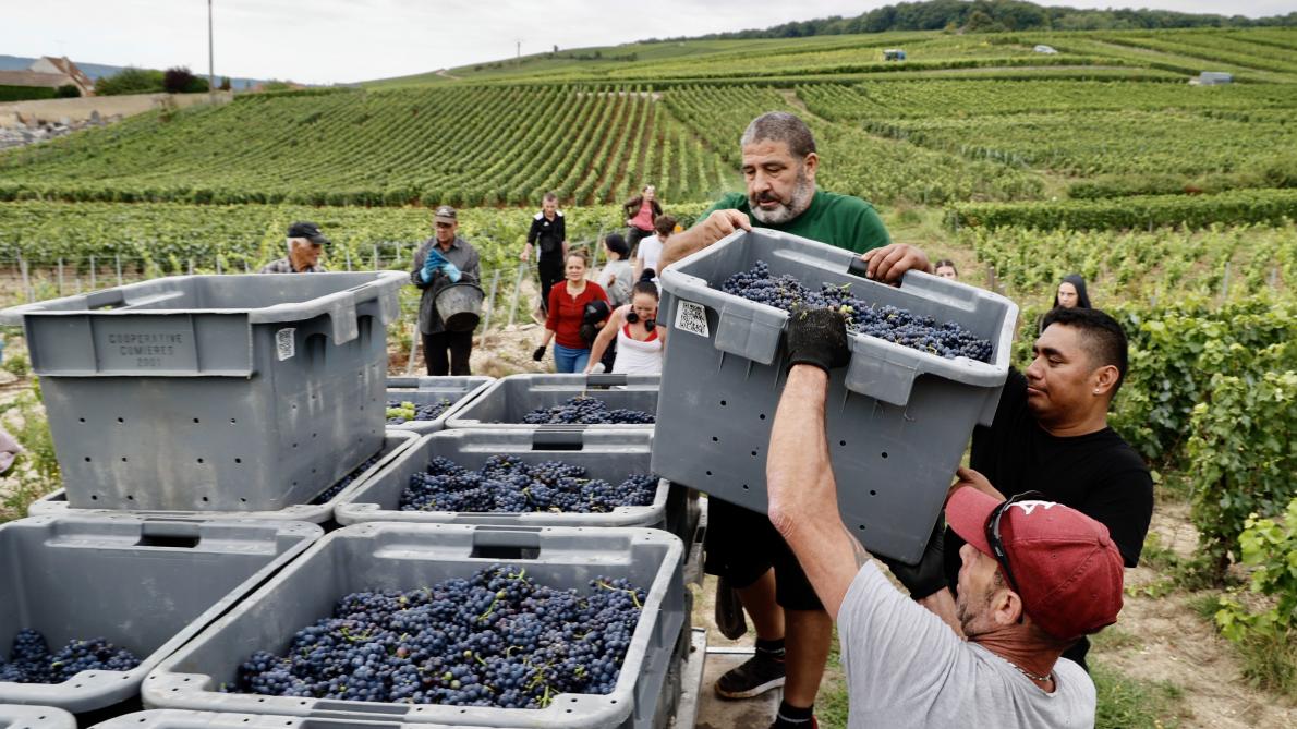 Année exceptionnelle, rendement décevant… Les vignerons près de Reims font le bilan des vendanges
