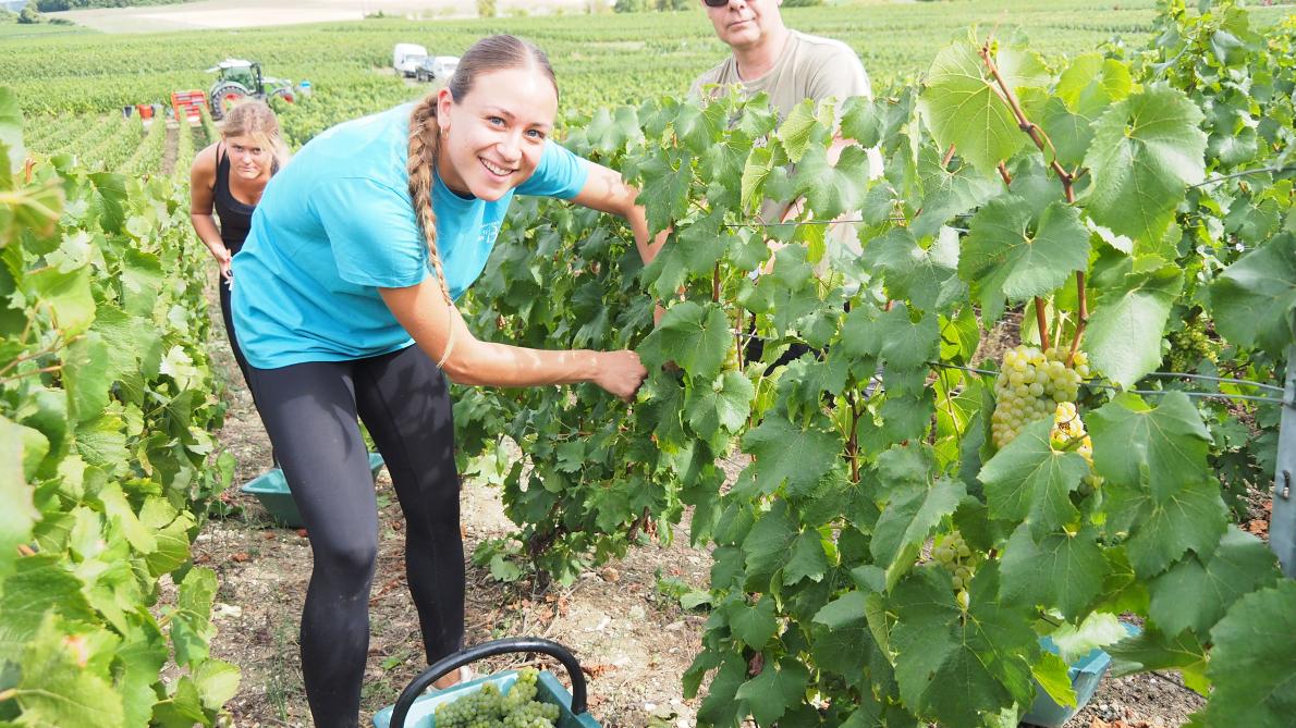 Vendanges 2025 : de la qualité mais peu de raisins dans les vignes : « On ne va rien laisser par ...