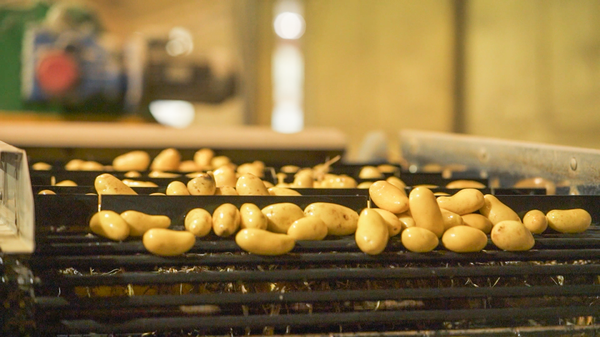 Culture Pom réinvente la pomme de terre