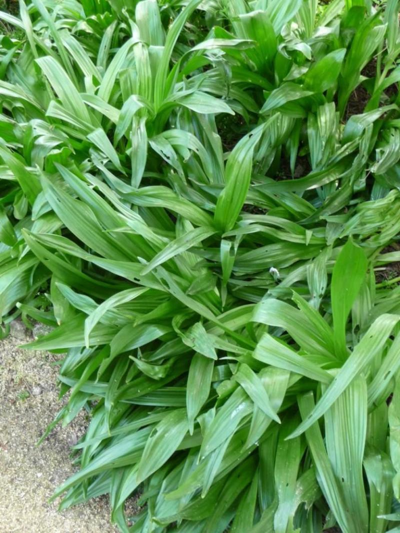 Confusion entre l’ail des ours et le colchique: danger d’intoxication ...