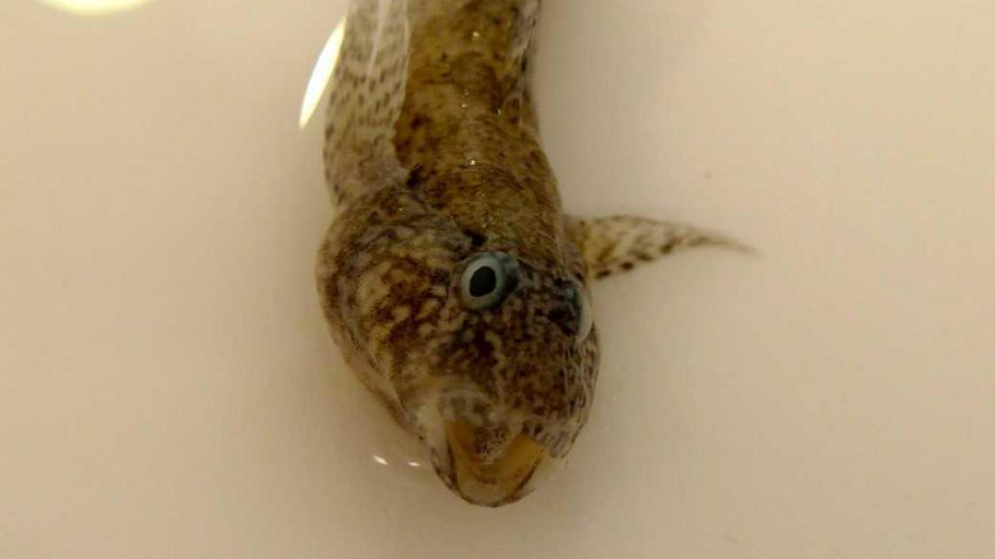 Gare au gobie, poisson invasif et nocif qui colonise les lacs et ...