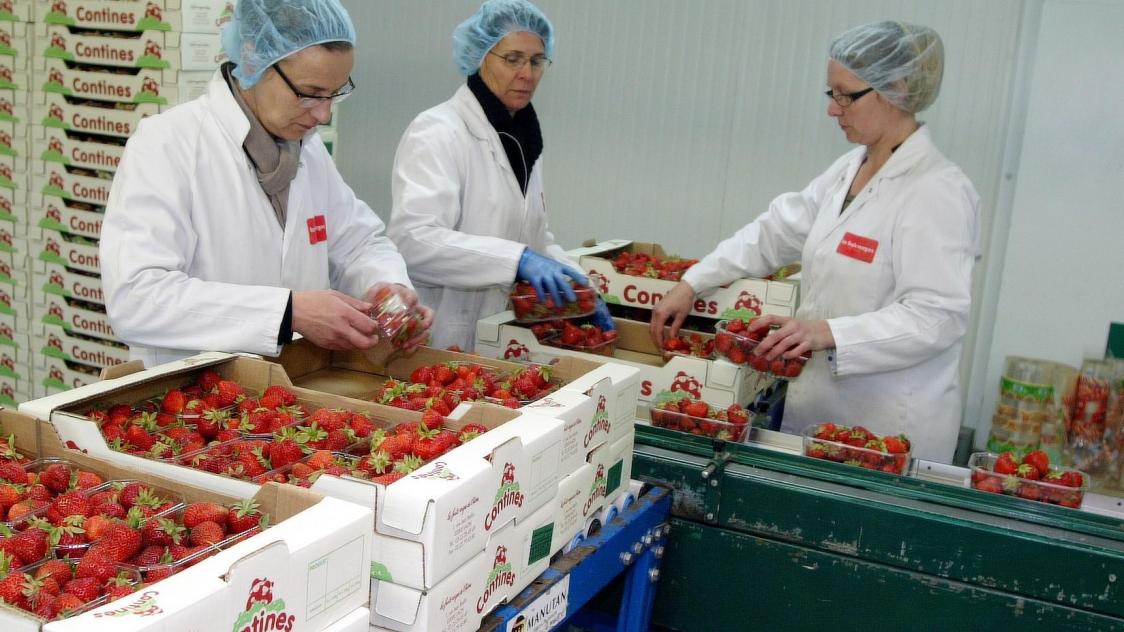 À Laon, Fruits rouges and co met en place une filière solidaire avec Danone