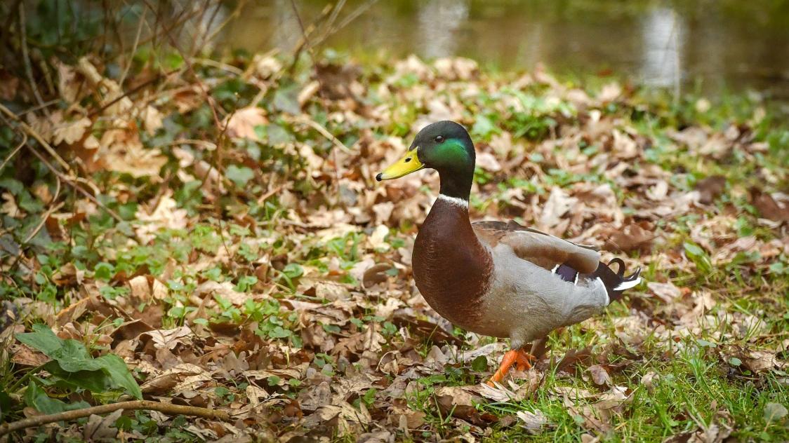 Voici les dates de fermeture de la chasse du gibier d’eau et des migrateurs
