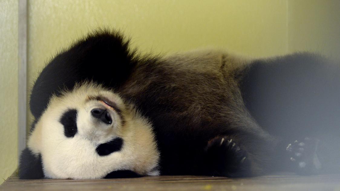 bebe panda beauval