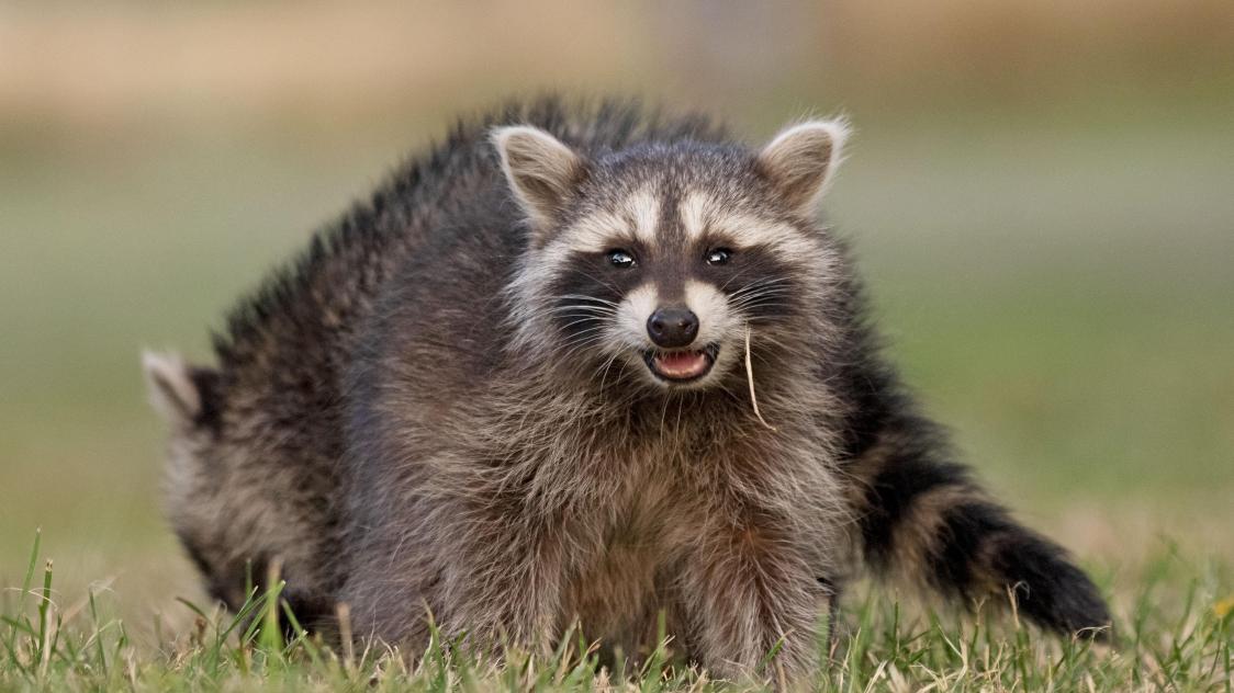 Mignons mais nuisibles, les ratons laveurs prolifèrent autour de Reims ...