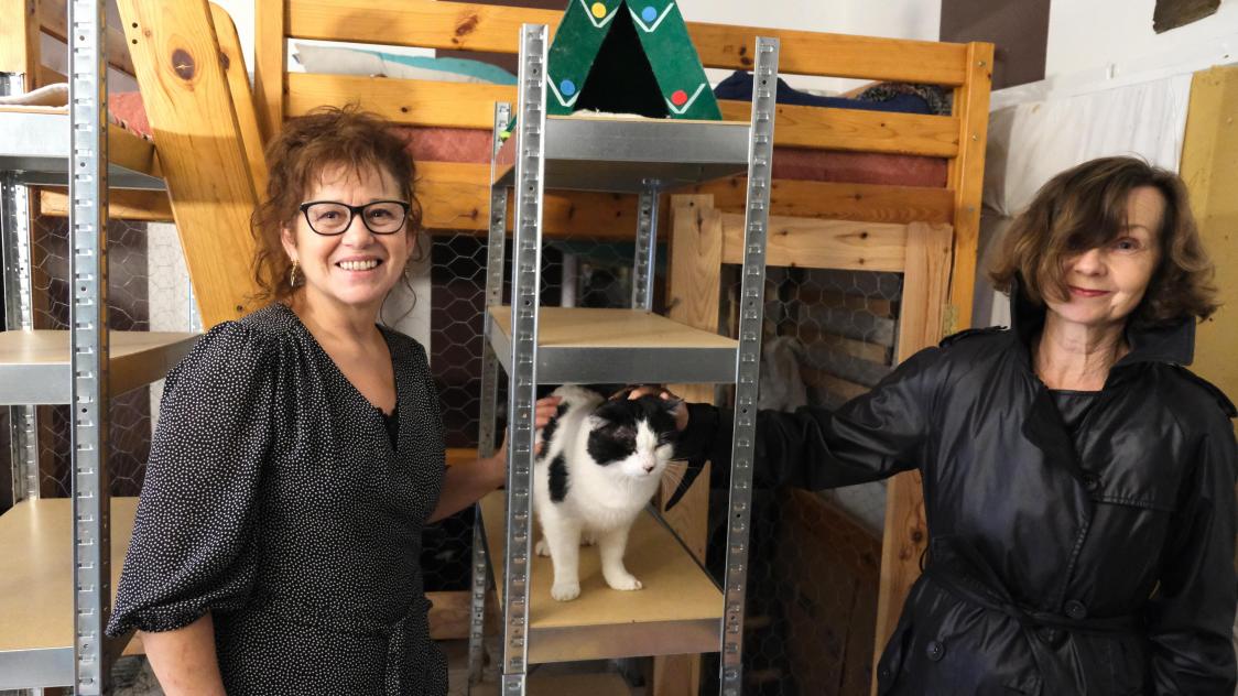 Deux habitantes de Bassu ouvrent une maison de retraite pour chats