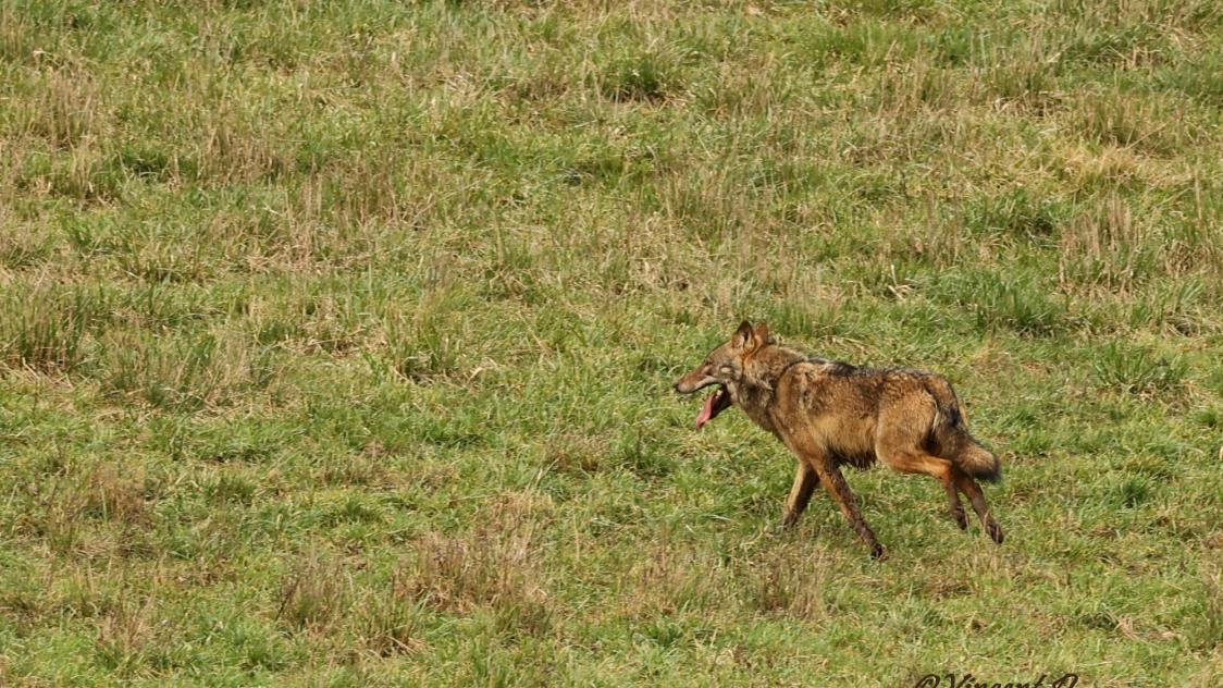 Un loup capturé par un photographe en forêt de Saint-Gobain