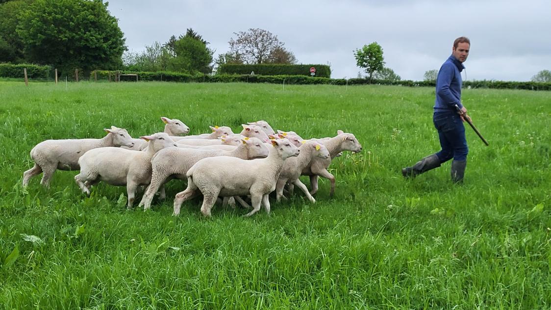 En Thiérache, cet agriculteur cultive ses champs à l’aide de brebis