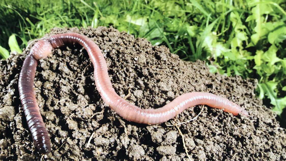 Le ver de terre, précieux auxiliaire agraire