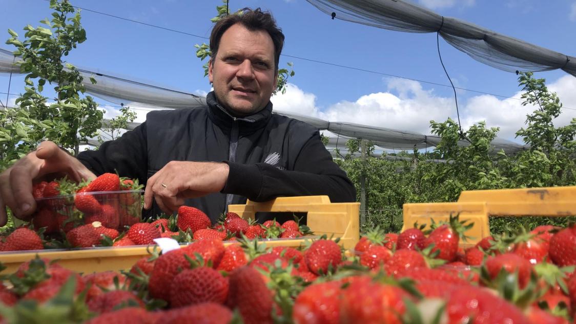 Dans l’Oise, la fraise de Noyon sauvée par les petites productions