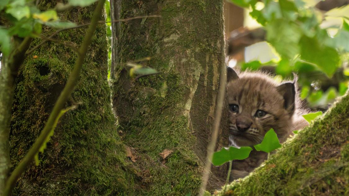 Deux bébés lynx ont vu le jour aux Grottes de Han en Belgique