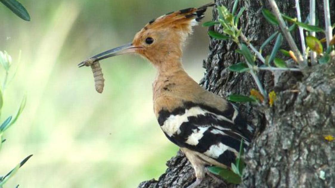 Trois espèces d’oiseaux méconnues à observer aux lacs de la forêt d’Orient