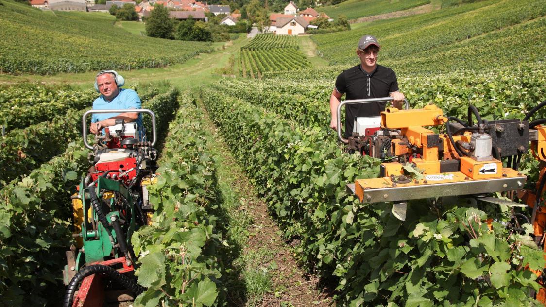 «Pluie et humidité nous font craindre un pourrissement des raisins ...
