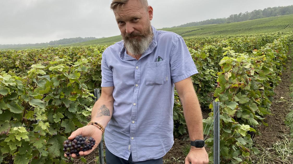 La pourriture grise inquiète les vignerons à l’approche des vendanges