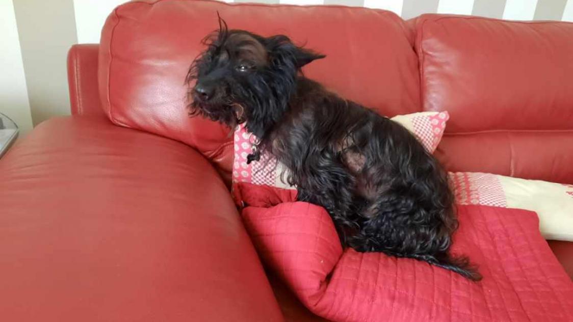 Un petit chien a été dévoré par un molosse dans son jardin à Angecourt ...