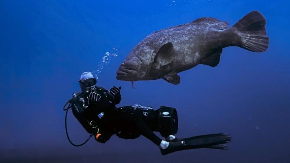 Ils peuvent peser jusqu’à 360 kg : des mérous géants font la joie des ...