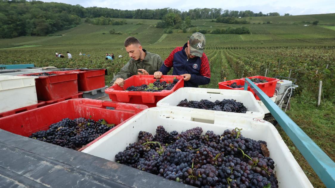 Du savoir-faire de vignerons pour des belles vendanges dans le sud de l’Aisne autour de Château ...