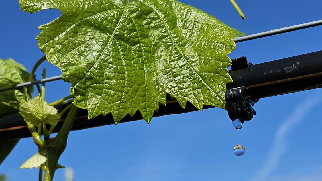 La «fertirrigation» de la vigne se dévoile au Viteff