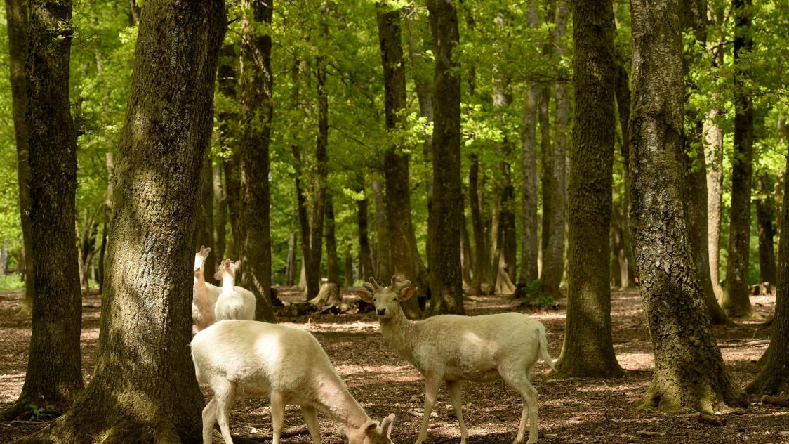 Des daims en divagation après s’être échappés d’un parc à Montcy-Notre-Dame