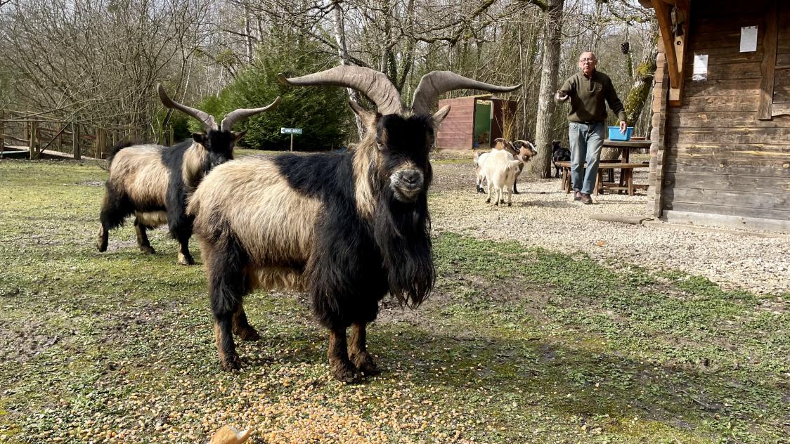 À Sézanne, des boucs débarquent dans un minigolf : « Je me suis demandé ...