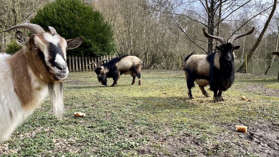 À Sézanne, des boucs débarquent dans un minigolf : « Je me suis demandé ...