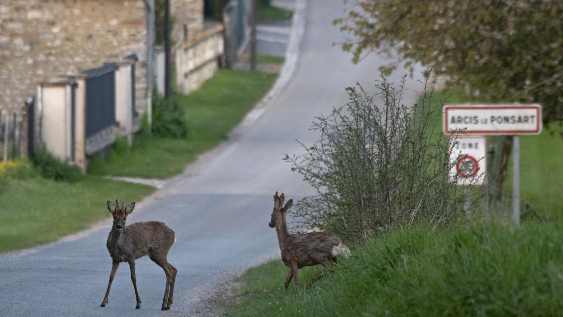 Chevreuils ivres : on vous en dit plus sur ce drôle de phénomène (et ...