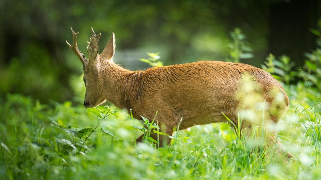 Chevreuils ivres : on vous en dit plus sur ce drôle de phénomène (et ...