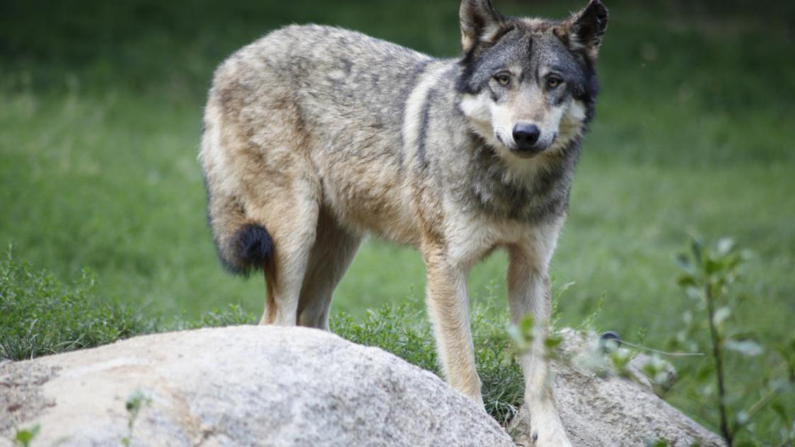 Loup dans les Ardennes : « Nous avons un seul animal déviant, mais c ...