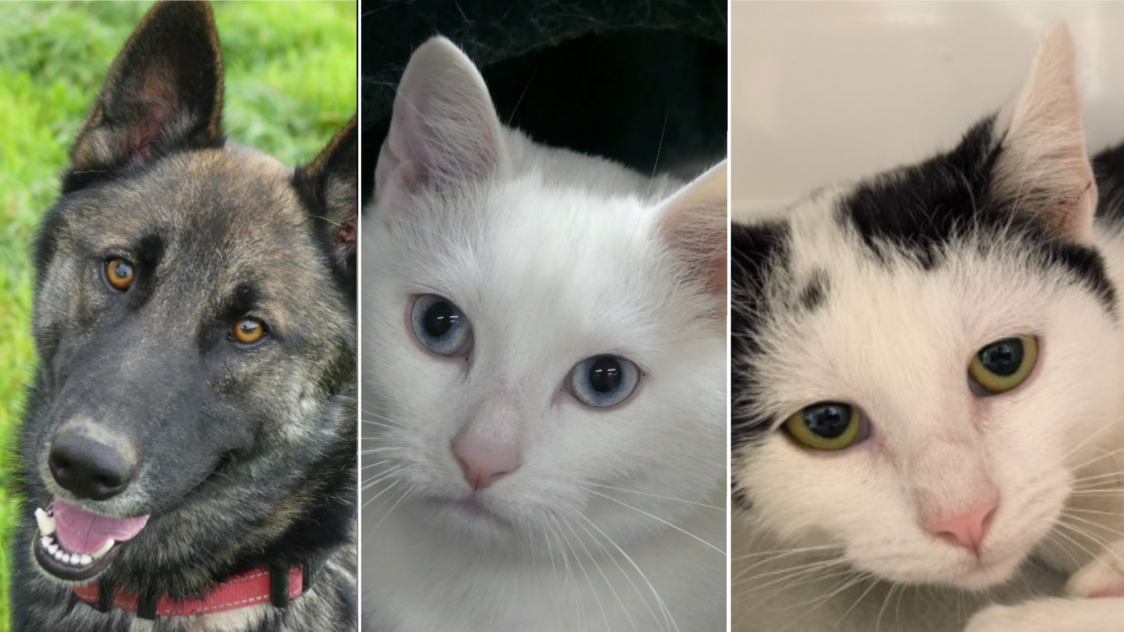 Rex, Tamatoa, Oreo… Découvrez trois nouveaux compagnons à adopter au ...