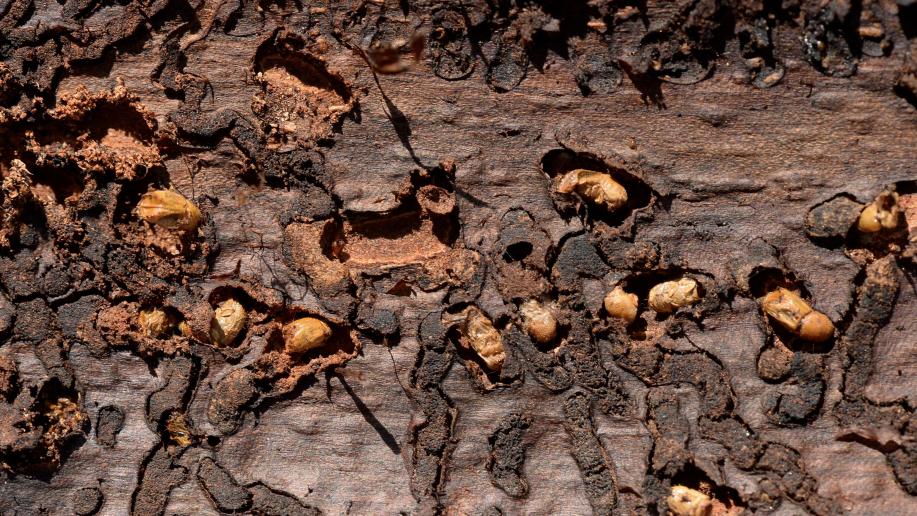 Qu’est-ce que le scolyte