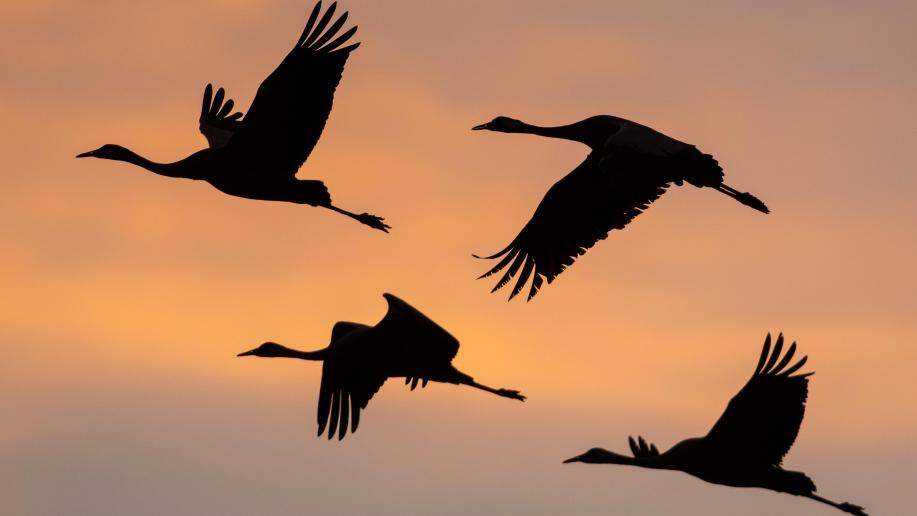 Les grues cendrées : toujours plus belles à observer au lac du Der