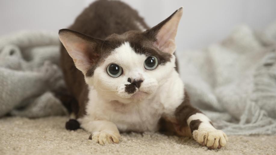 Le plus grand salon du chat de France arrive dimanche à Charleville ...