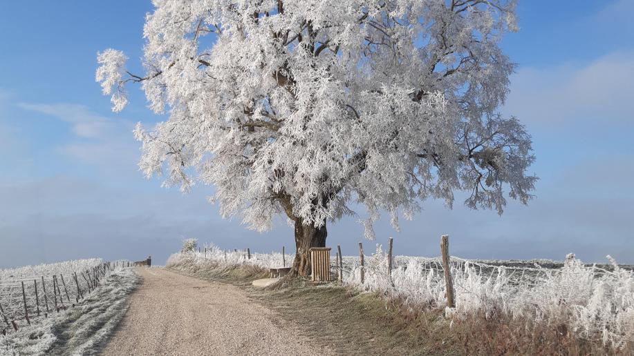 L’arbre du Mont-de-Fourche revêt son manteau de givre Vitry-en-Perthois