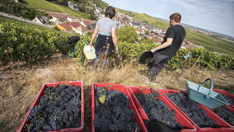 Le recrutement est parti pour les vendanges, comme chez Moët & Chandon