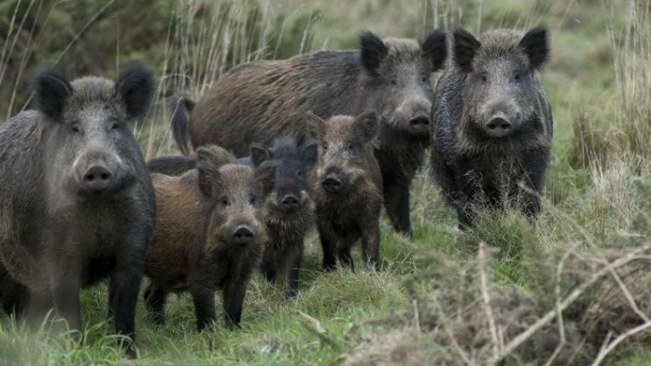 Les ouvertures de la chasse, saison 2023-2024