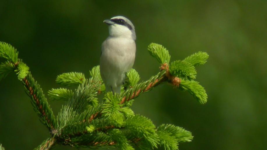 Trois espèces d’oiseaux méconnues à observer aux lacs de la forêt d’Orient