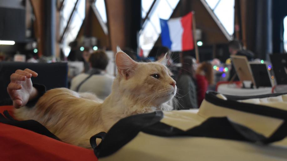 En photos, découvrez les plus beaux chats de l’exposition féline à ...